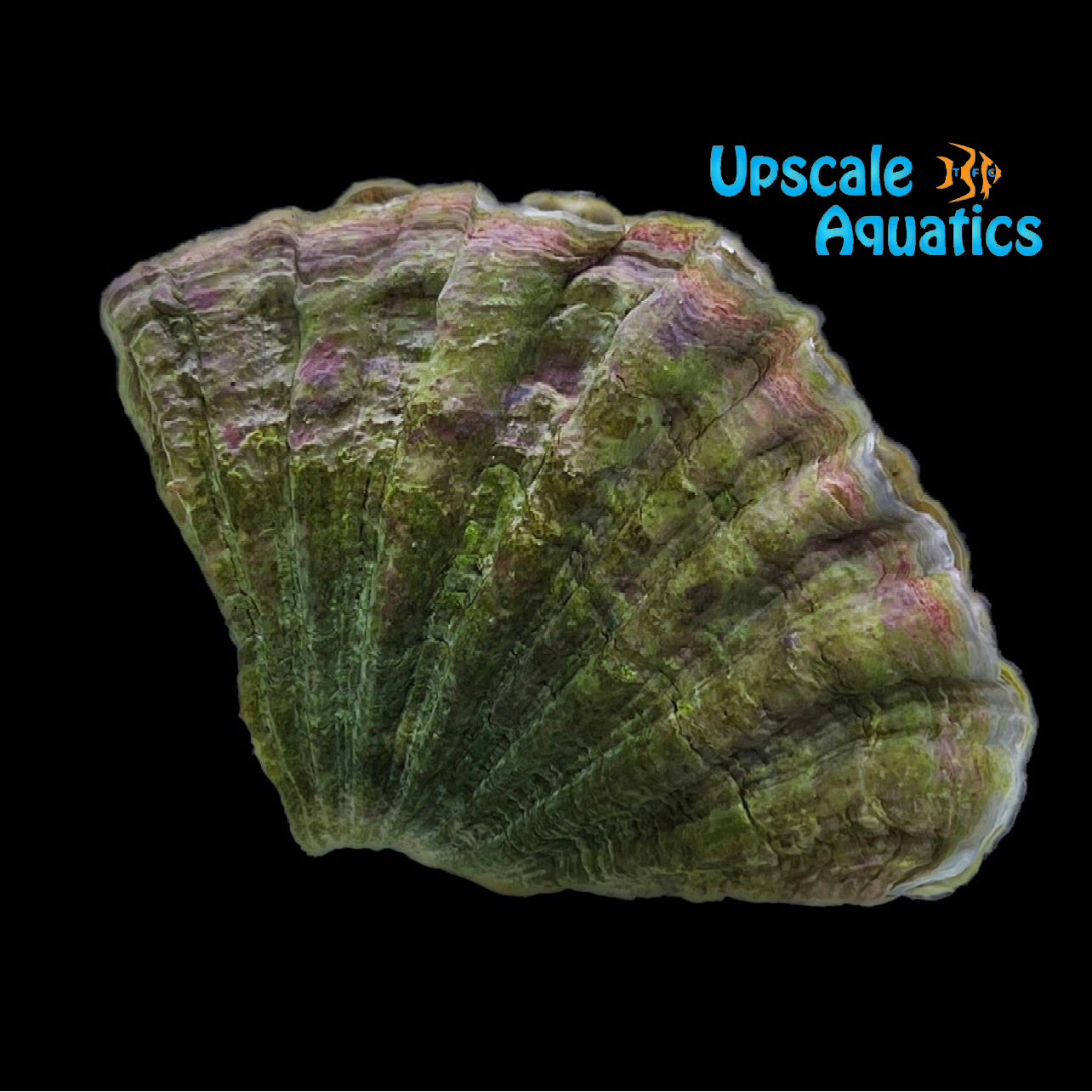Hippopus Clam (Hippopus hippopus) – Upscale Aquatics