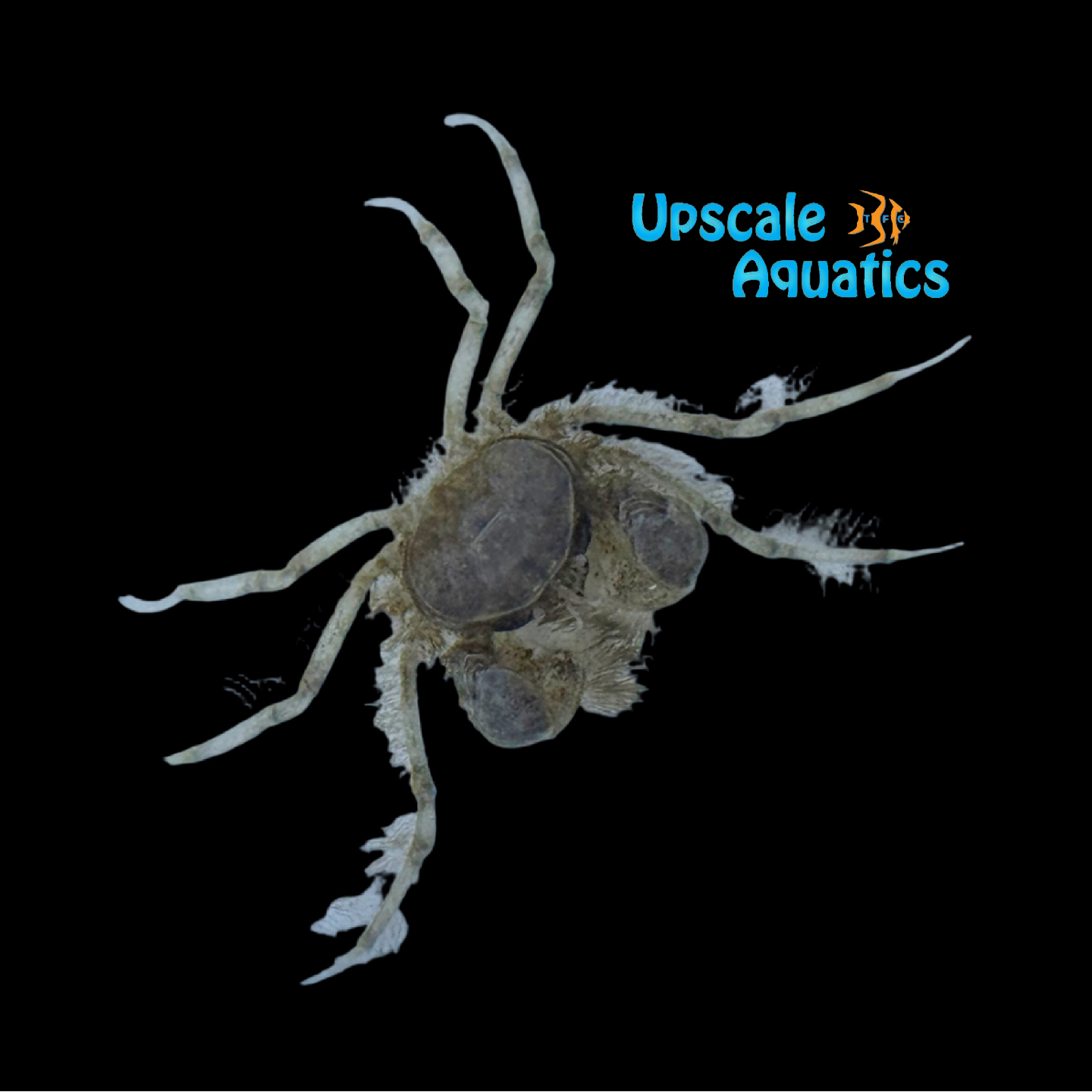 Thai Micro Crab (Limnopilos naiyanetri) – Upscale Aquatics