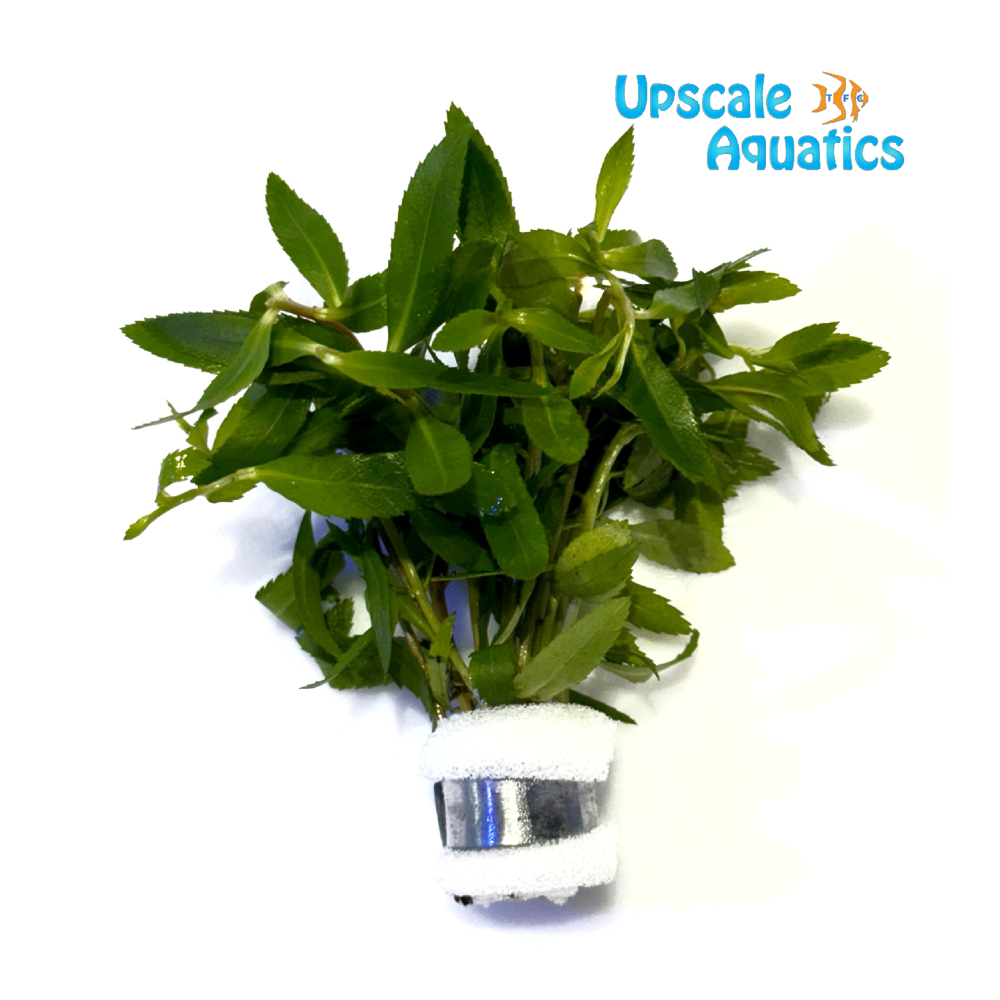 Mermaid Weed (Proserpinaca palustris) – Upscale Aquatics