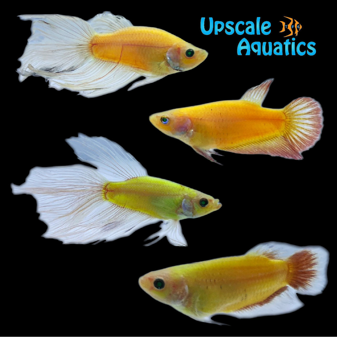 GloFish Betta (Betta splendens) – Upscale Aquatics