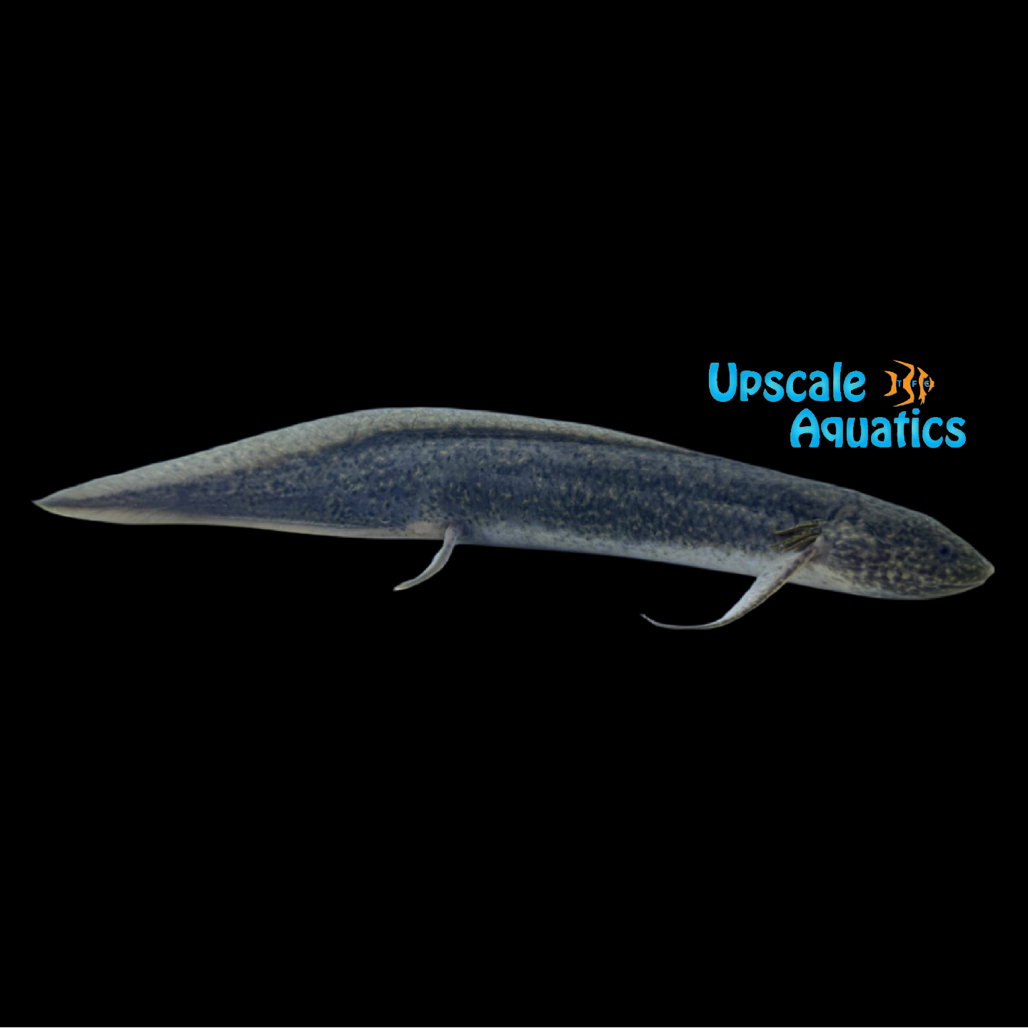 Gilled African Lungfish (Protopterus amphibius) – Upscale Aquatics