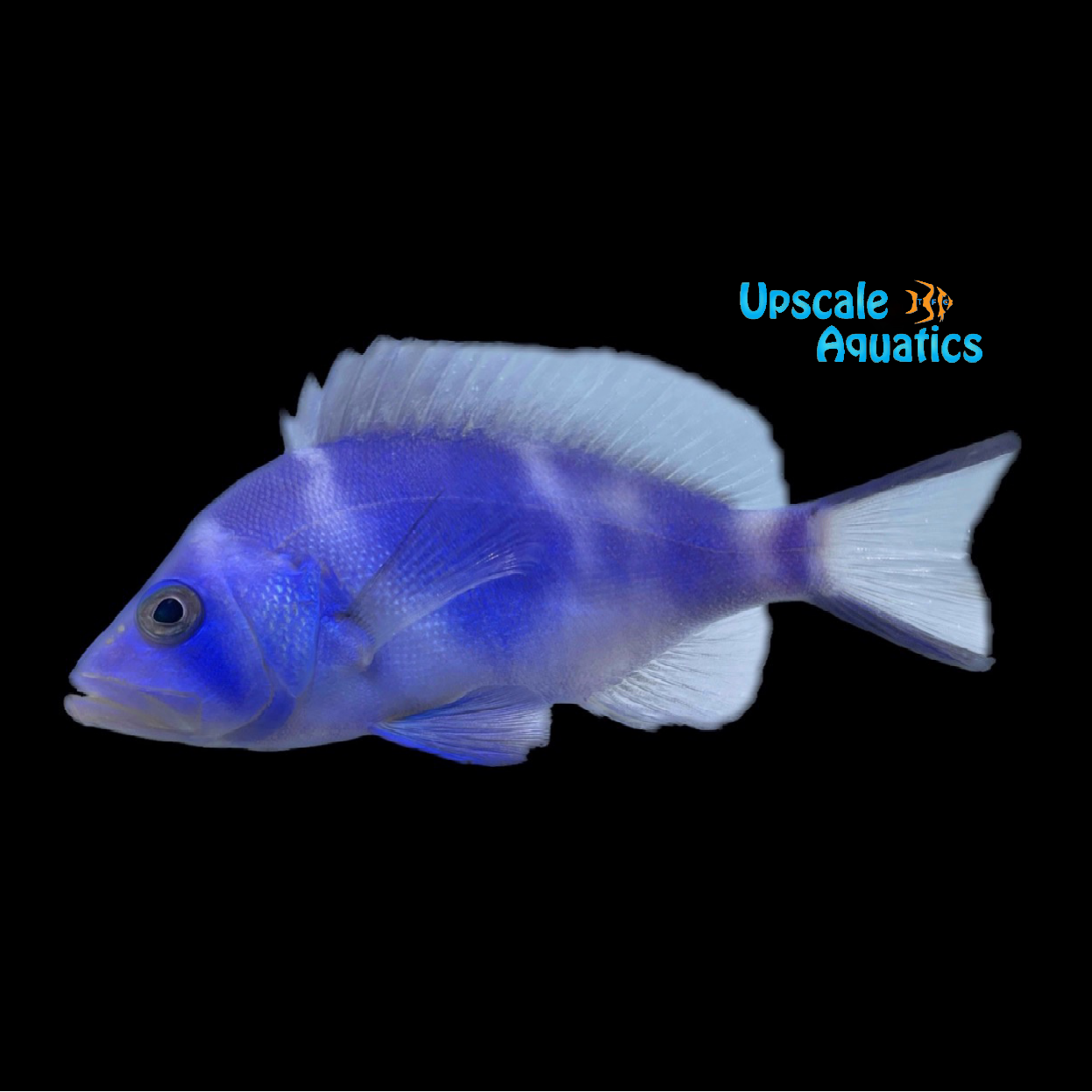 Blue Hamlet (Hypoplectrus gemma) – Upscale Aquatics