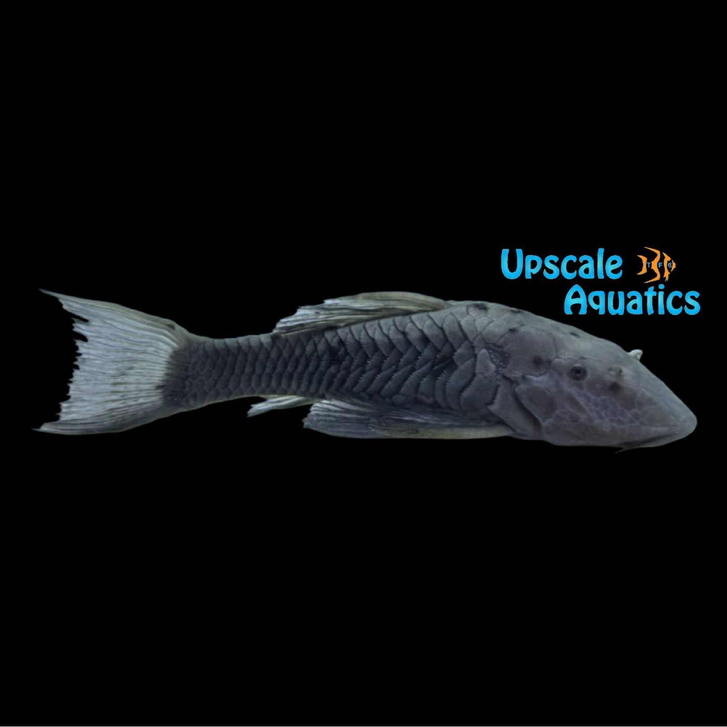 Bullnose Pleco (Rhinelepis aspera) – Upscale Aquatics