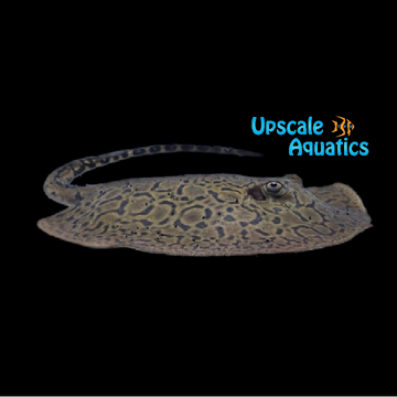 Freshwater Stingrays – Upscale Aquatics