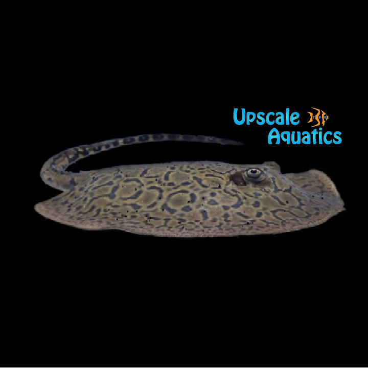 Freshwater Stingrays – Upscale Aquatics