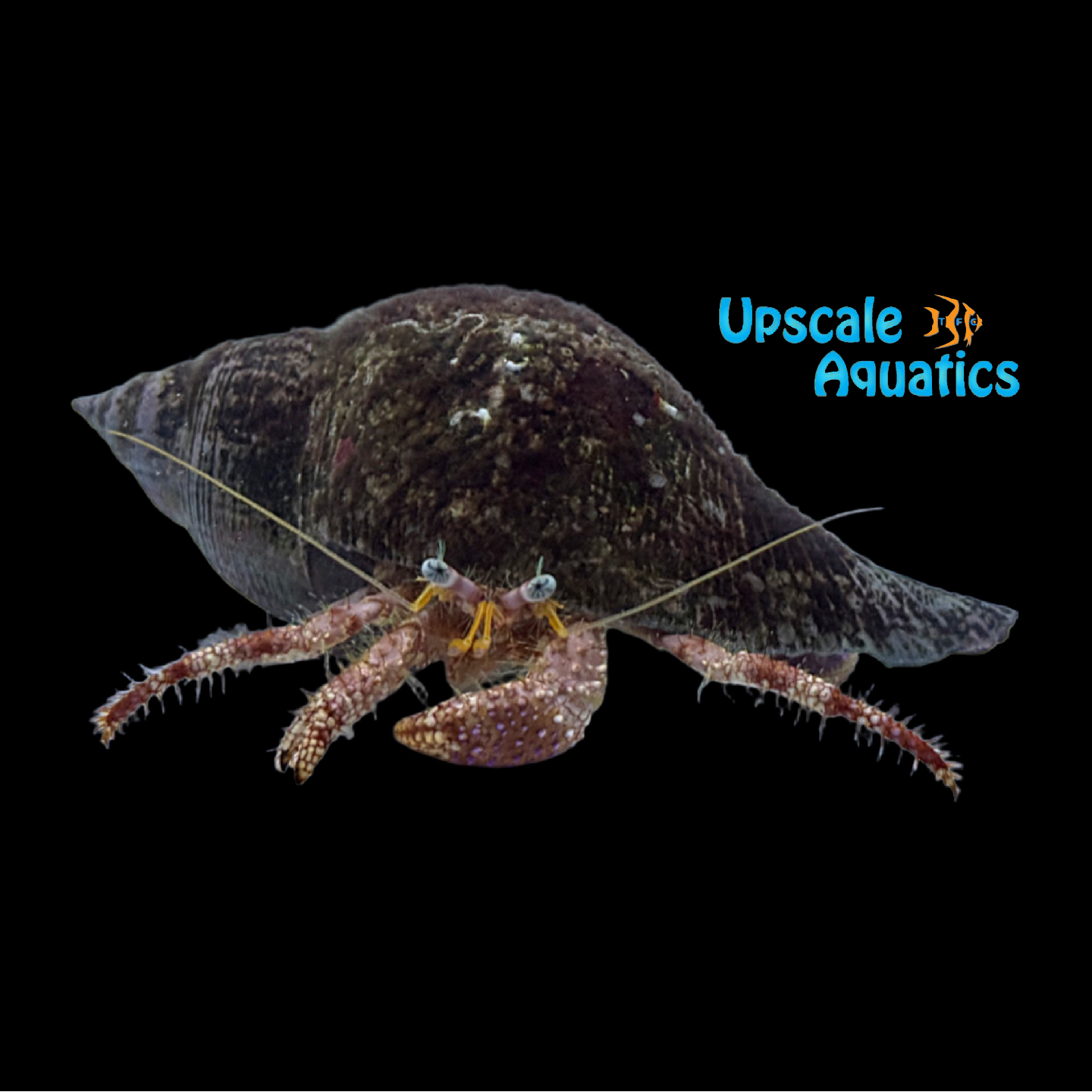 Stareye Hermit Crab (Dardanus venosus) – Upscale Aquatics