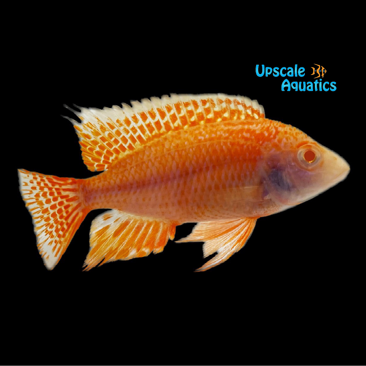 Albino Eureka Red Peacock (Aulonocara jacobfreibergi eureka) – Upscale ...