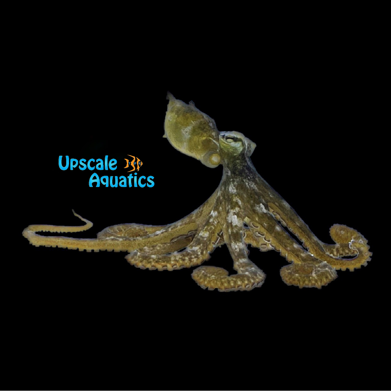 Algae Octopus (Abdopus aculeatus) – Upscale Aquatics