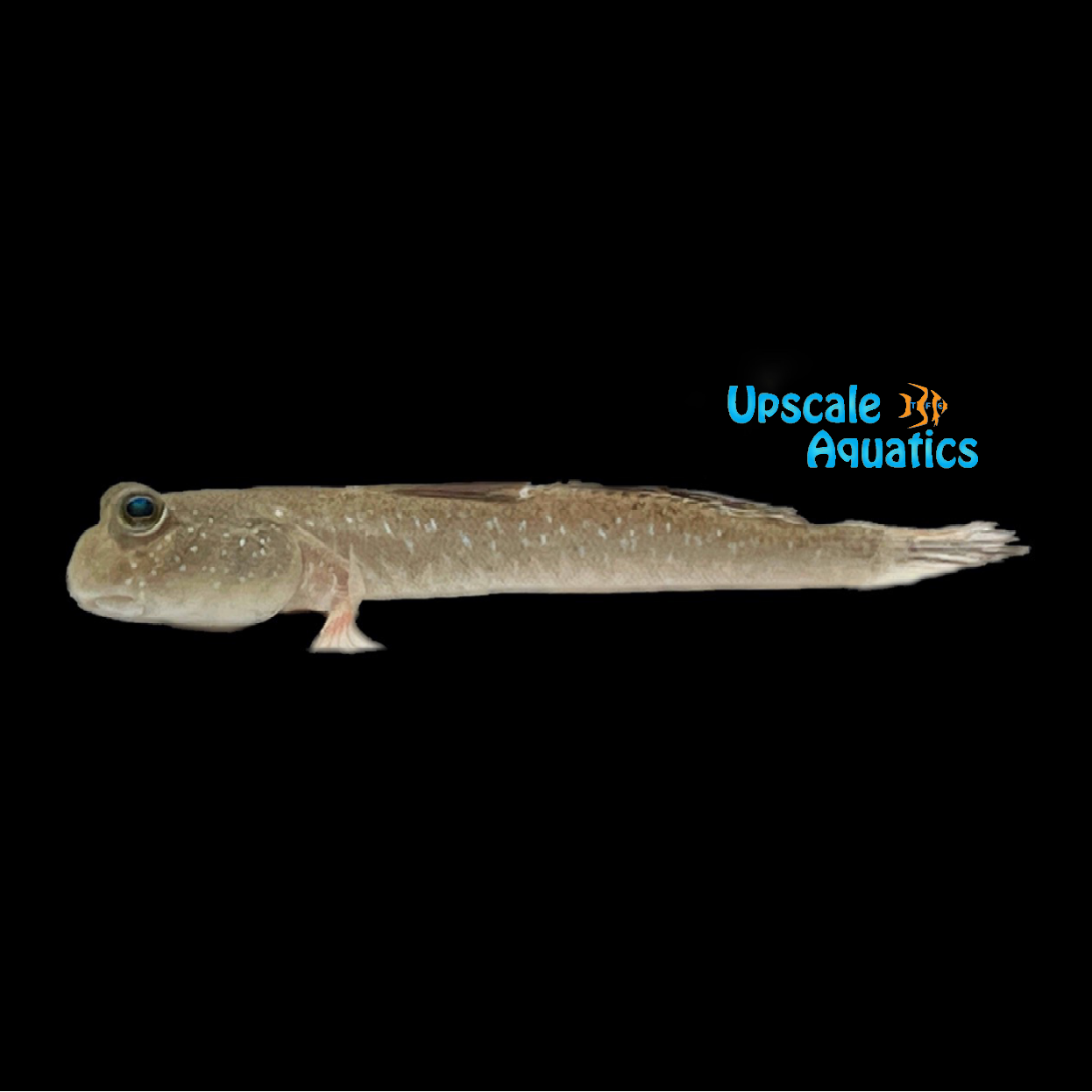 Indian Dwarf Mudskipper (Periophthalmus novemradiatus) – Upscale Aquatics
