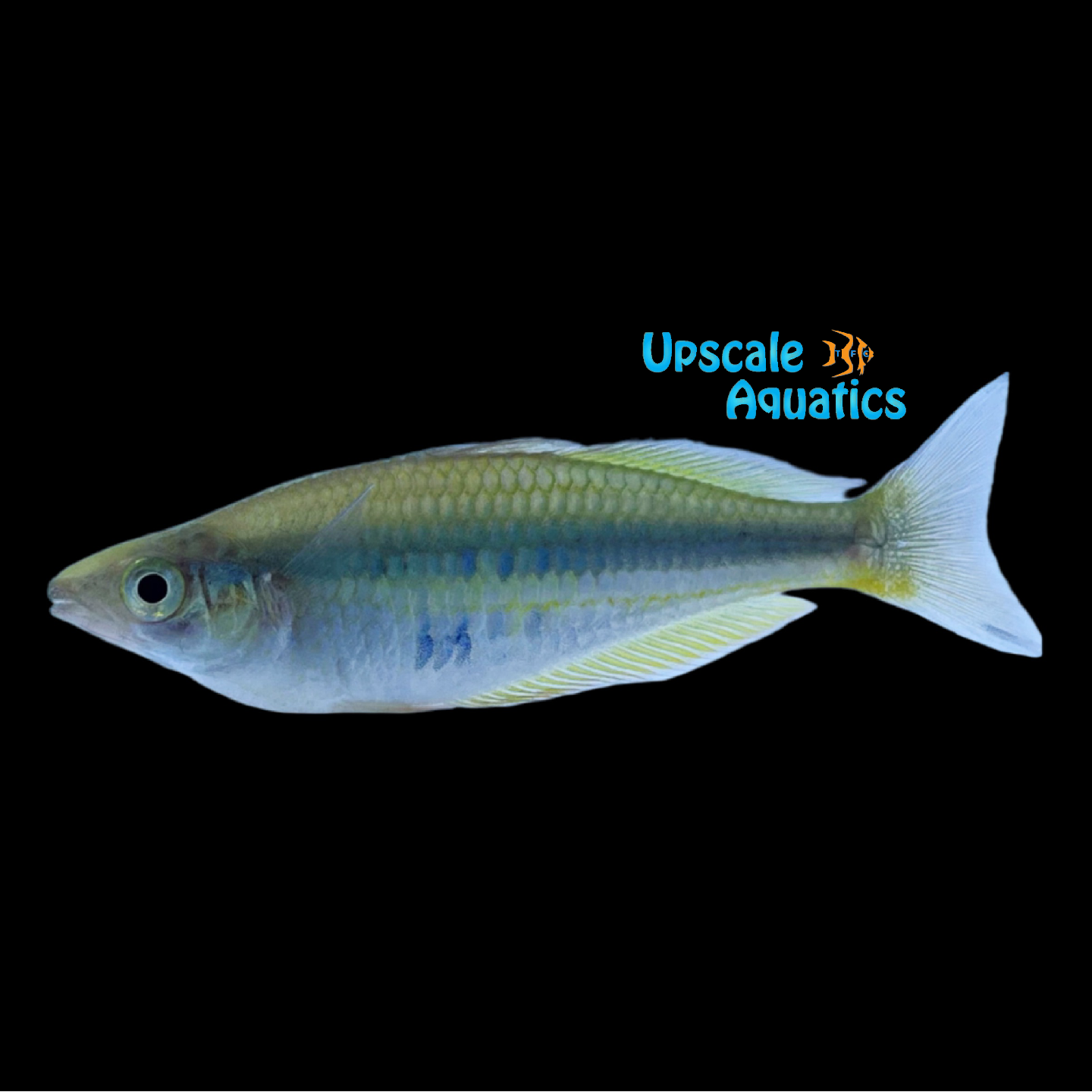 Alleni Rainbowfish 'Wapoga' (Chilatherina alleni) – Upscale Aquatics