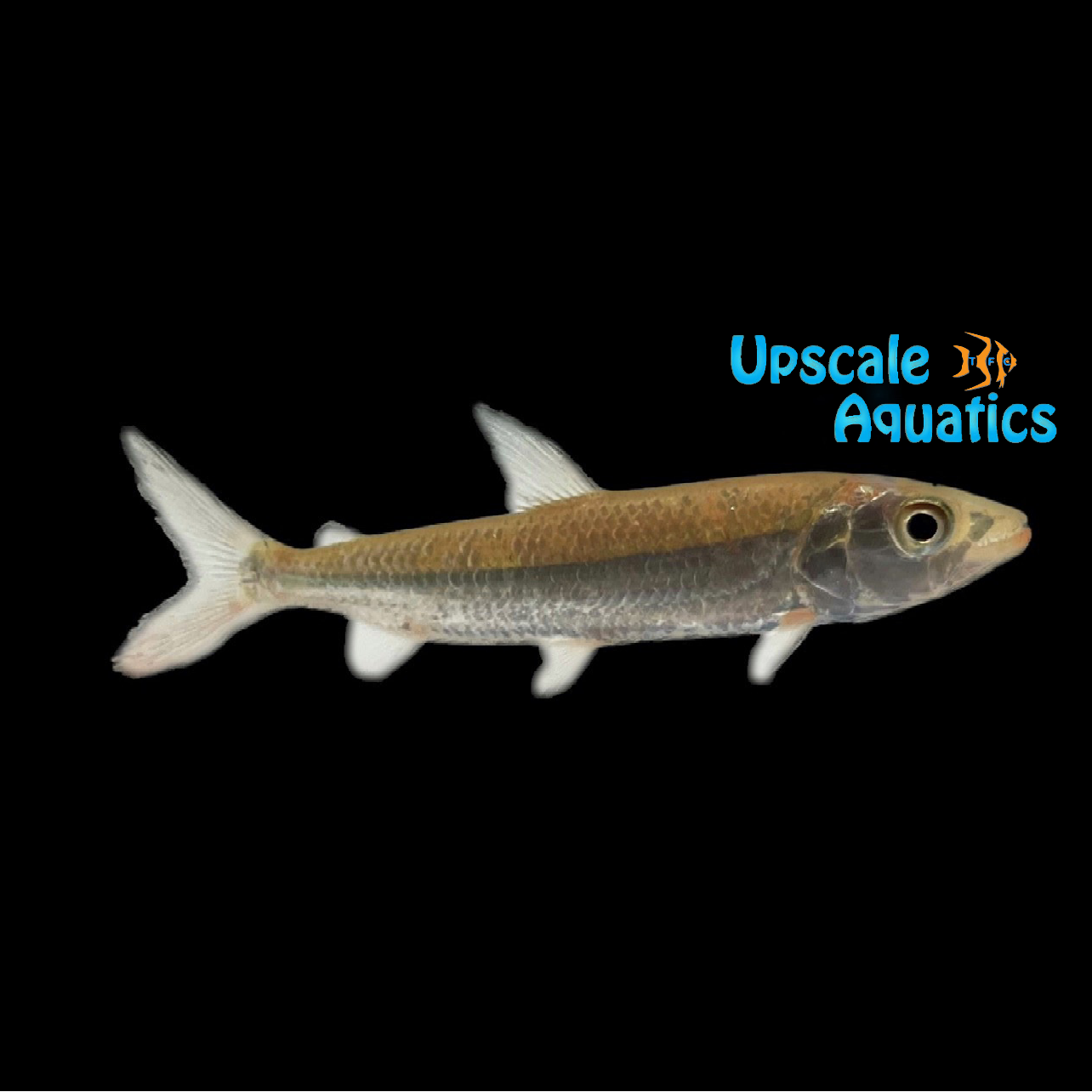 Vittatus Tigerfish (Hydrocynus vittatus) – Upscale Aquatics