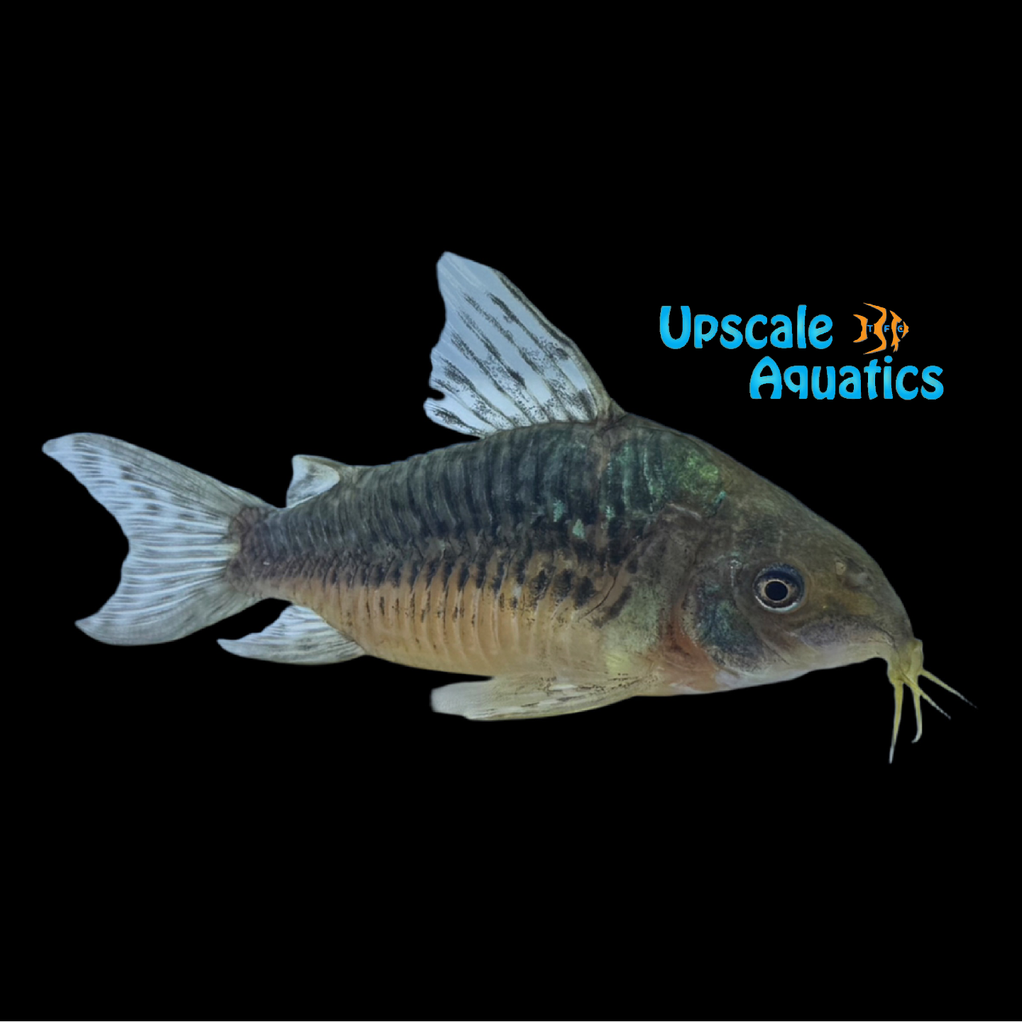 Geryi Cory (Corydoras geryi) – Upscale Aquatics