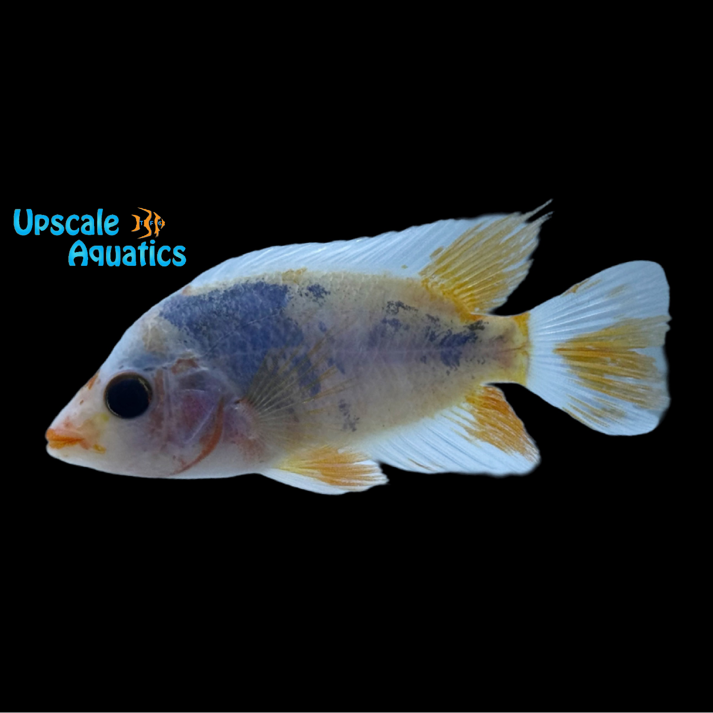 Tricolor Red Devil Cichlid (Amphilophus labiatus) – Upscale Aquatics