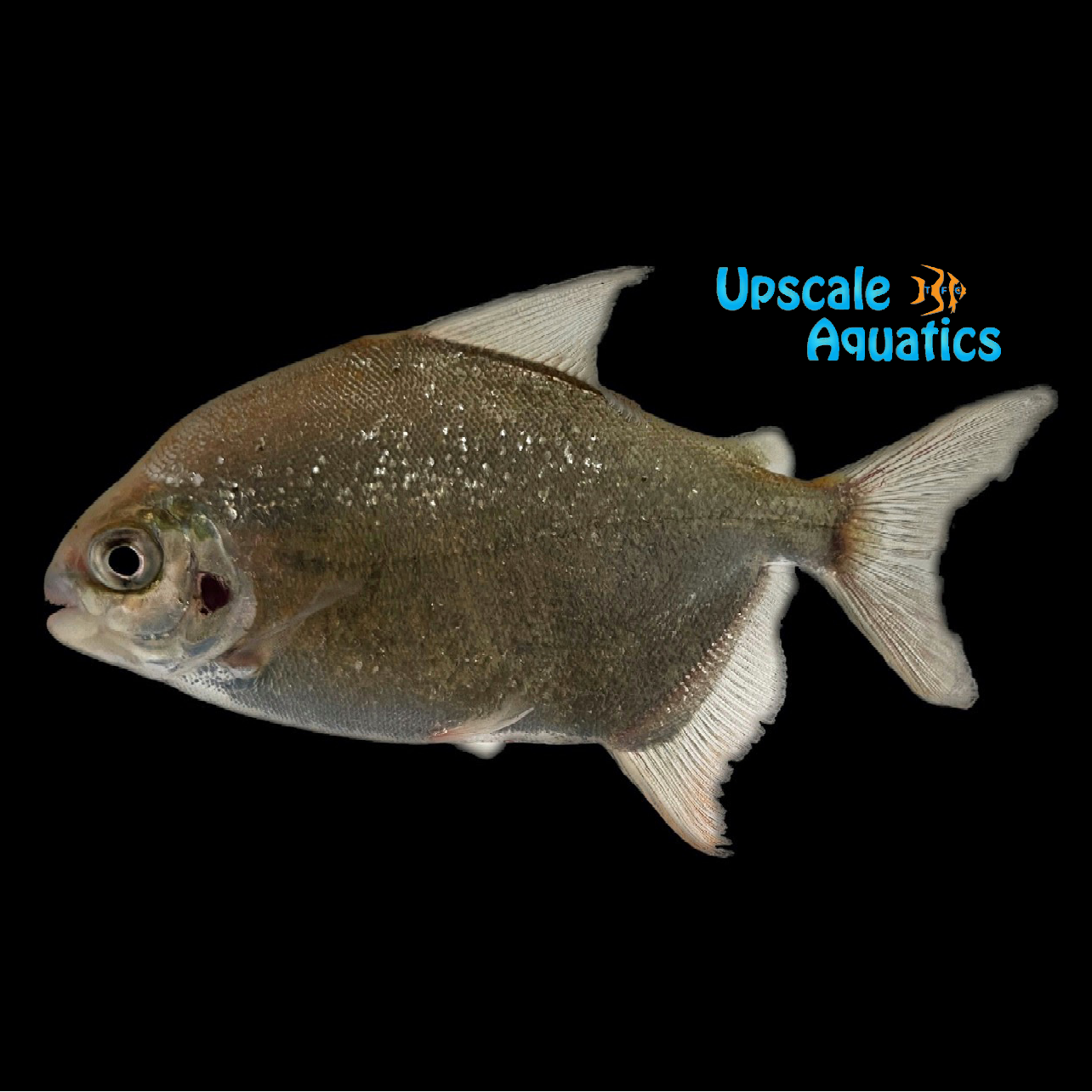 Diamond Pacu (Mylesinus paraschomburgkii) – Upscale Aquatics