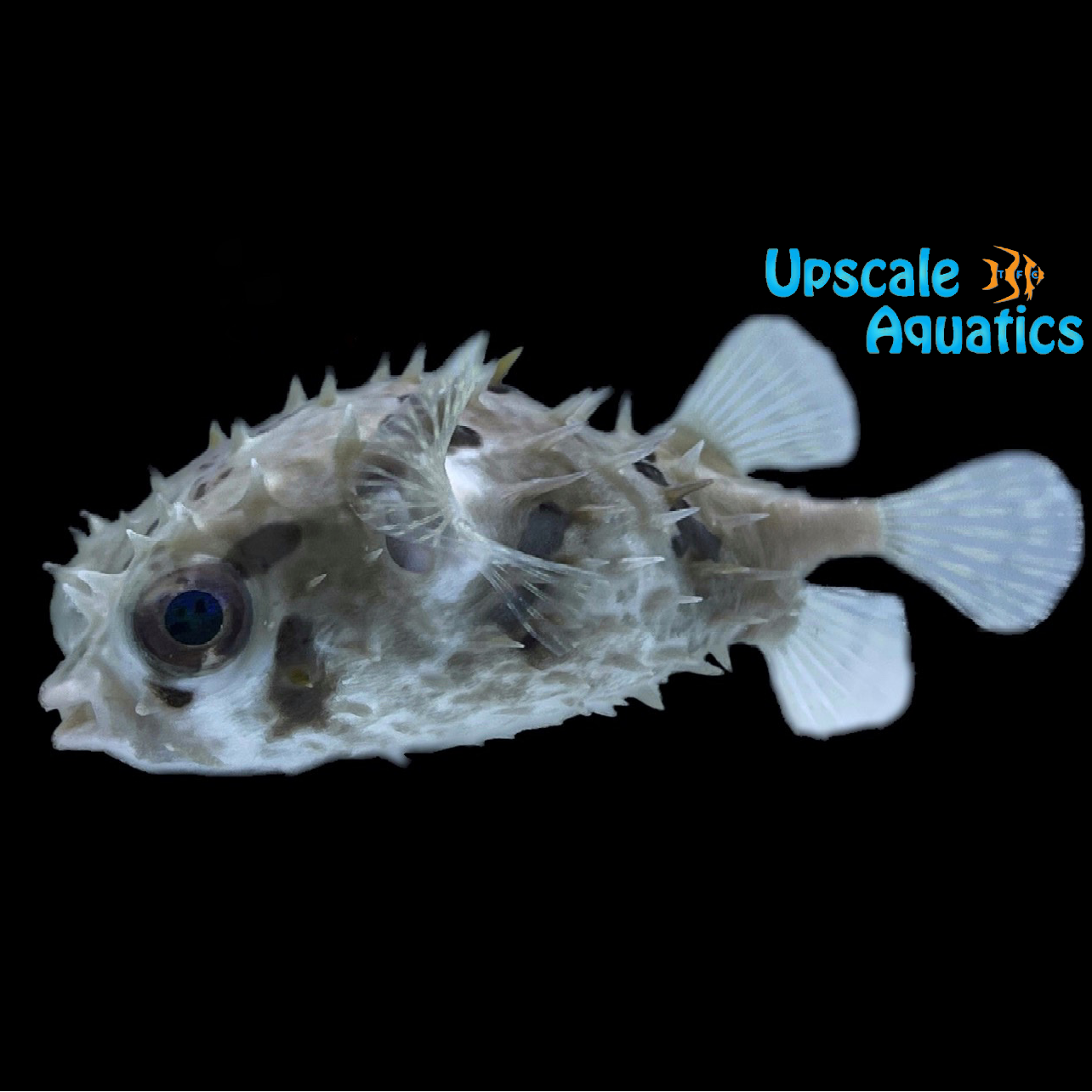 Orbicular Burrfish (Cyclichthys orbicularis) – Upscale Aquatics