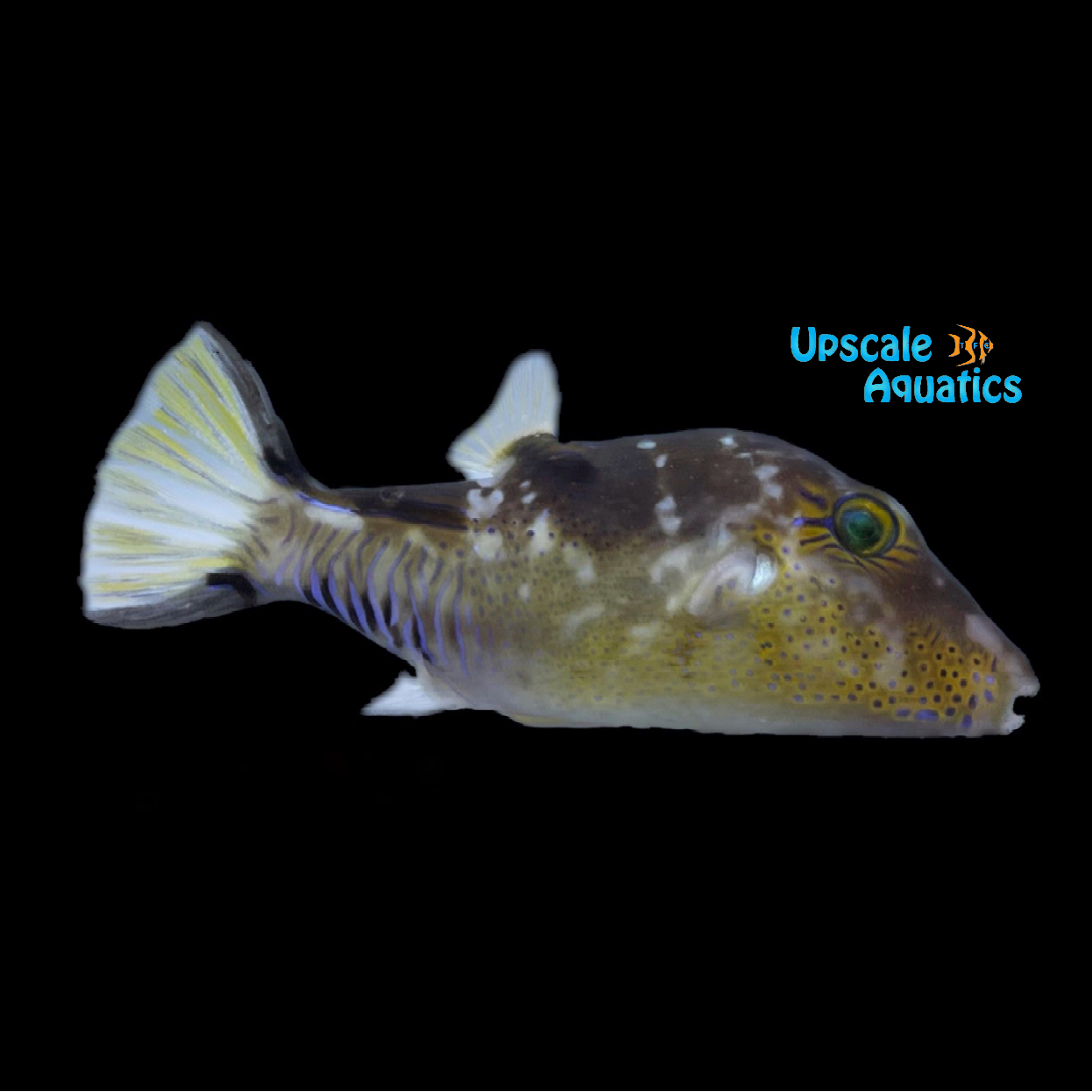 Caribbean Sharpnose Puffer (Canthigaster rostrata) – Upscale Aquatics