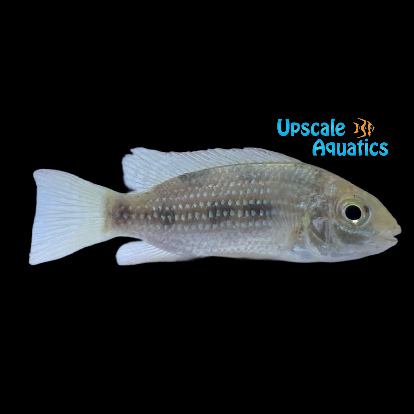 Louka Tilapia (Coptodon louka) – Upscale Aquatics