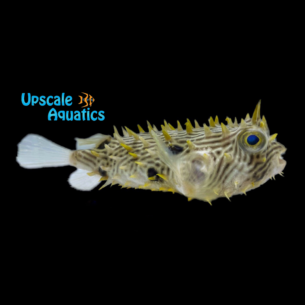 Spiny Box Puffer (Chilomycterus schoepfi) – Upscale Aquatics