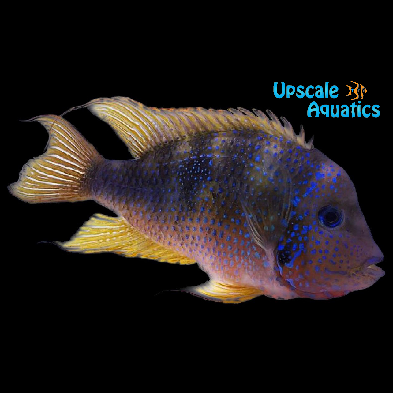 Ellioti Cichlid (Thorichthys ellioti) – Upscale Aquatics