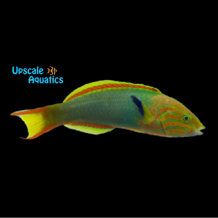 Banana Wrasse (Thalassoma lutescens) – Upscale Aquatics