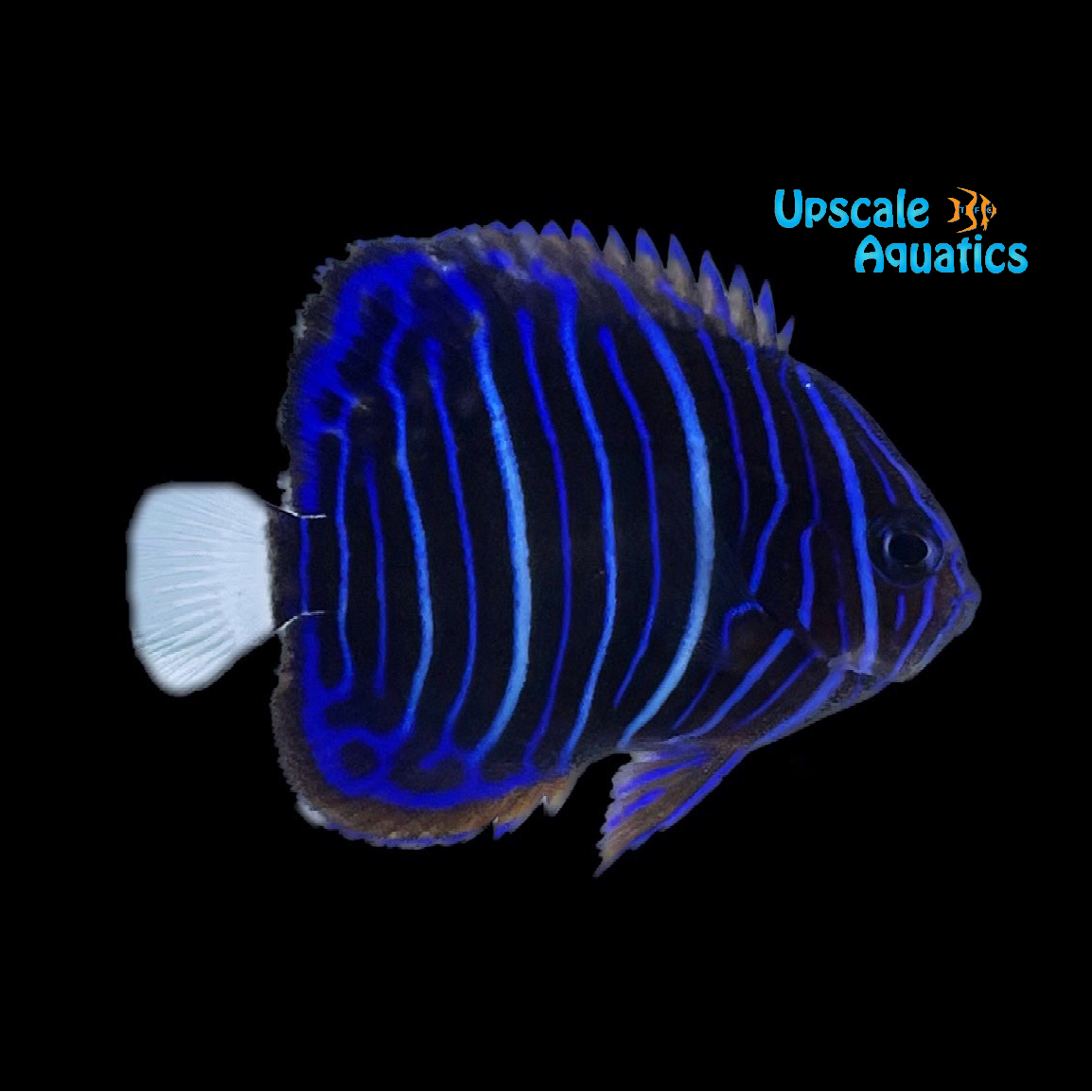 Annularis Angelfish - Juvenile (Pomacanthus annularis) – Upscale Aquatics