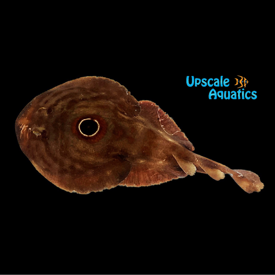 Bullseye Electric Ray (Diplobatis ommata) – Upscale Aquatics