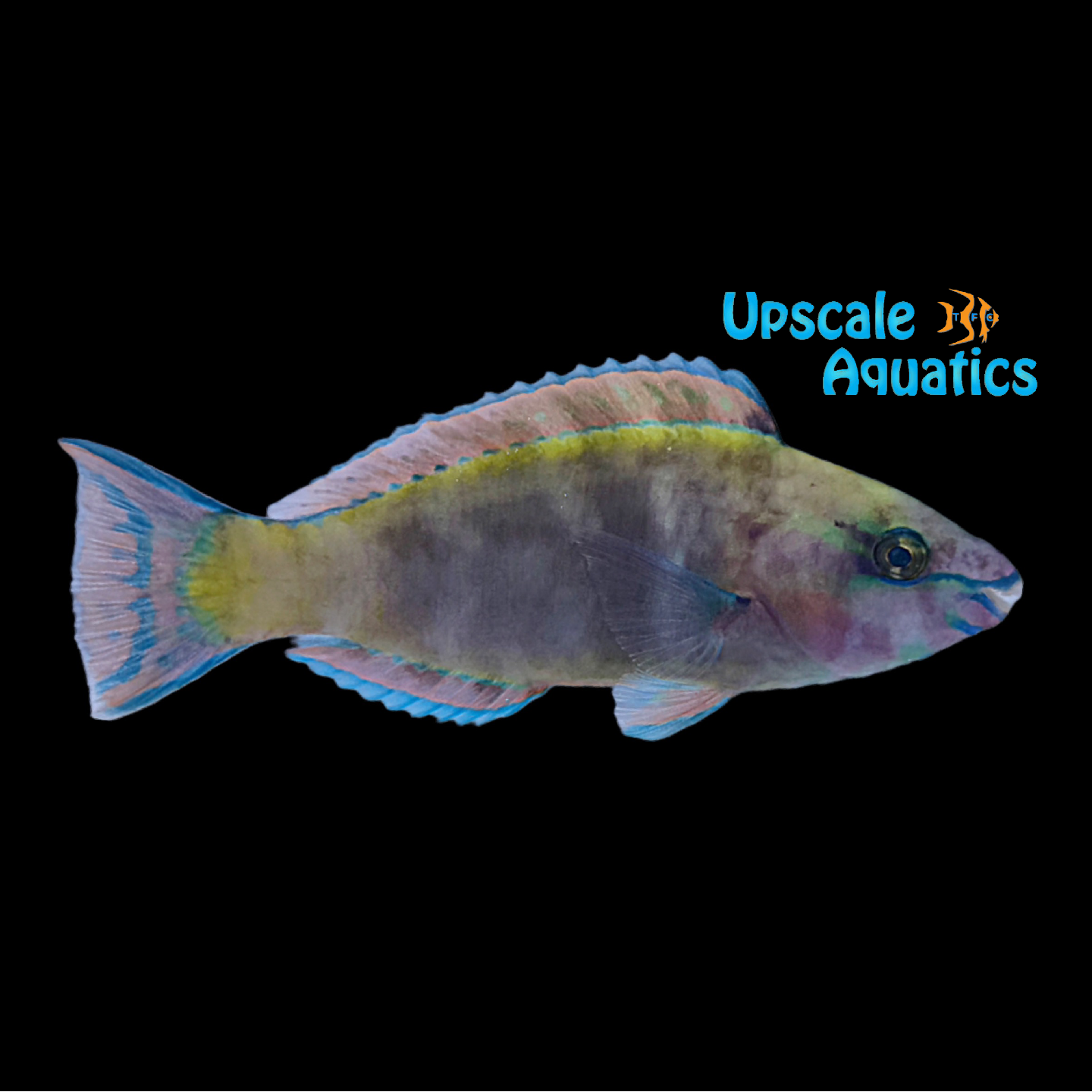 Palenose Parrotfish (Scarus psittacus) – Upscale Aquatics