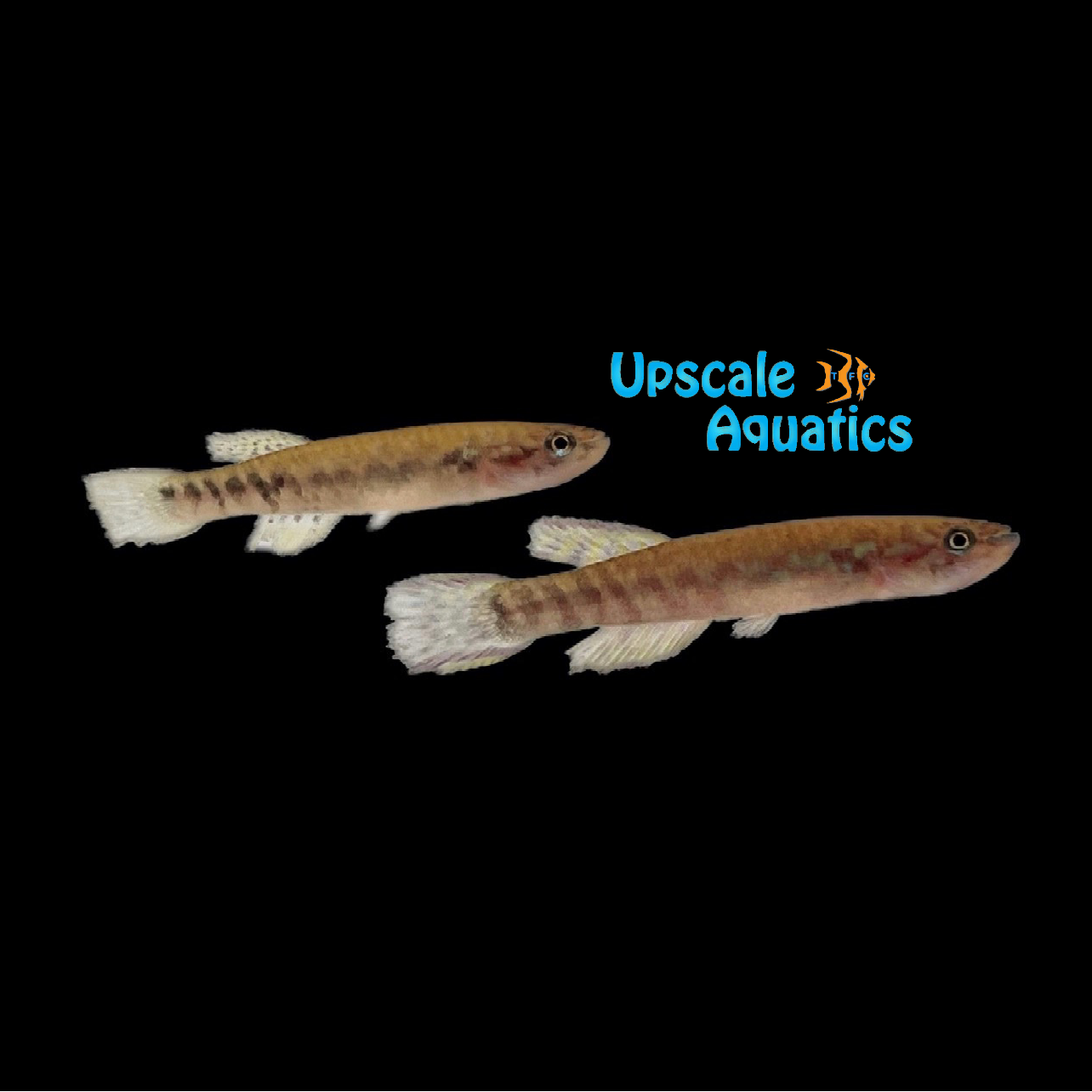Geryi's Killifish (Scriptaphyosemion geryi) – Upscale Aquatics