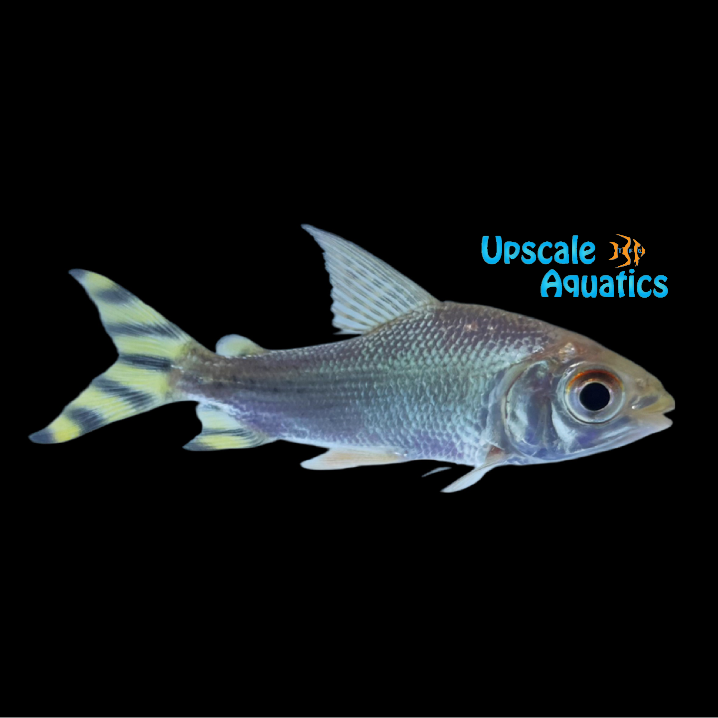 Yellowfin Flagtail Prochilodus (Semaprochilodus kneri) – Upscale Aquatics