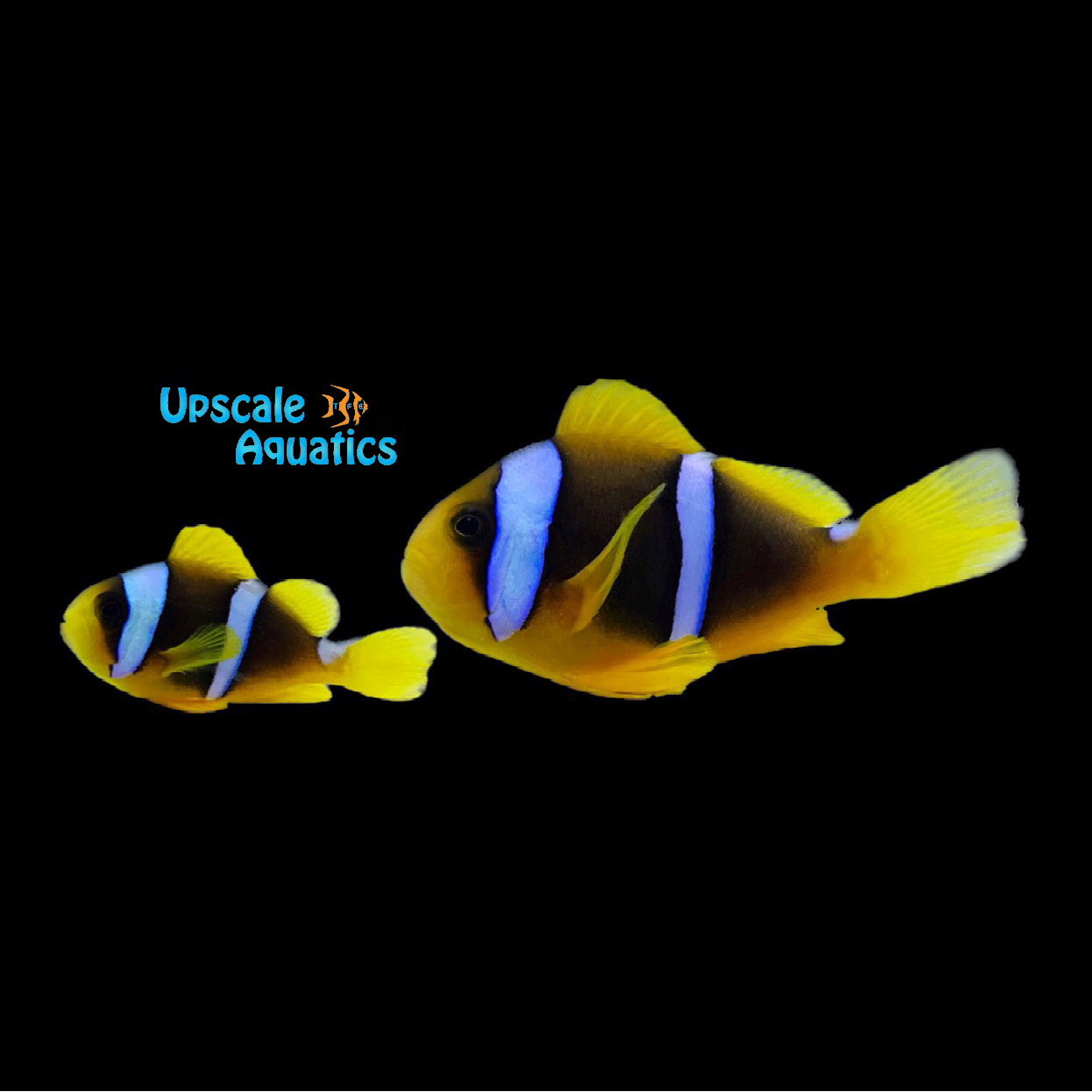 Blue Stripe Clownfish - Wild (Amphiprion chrysopterus) – Upscale Aquatics