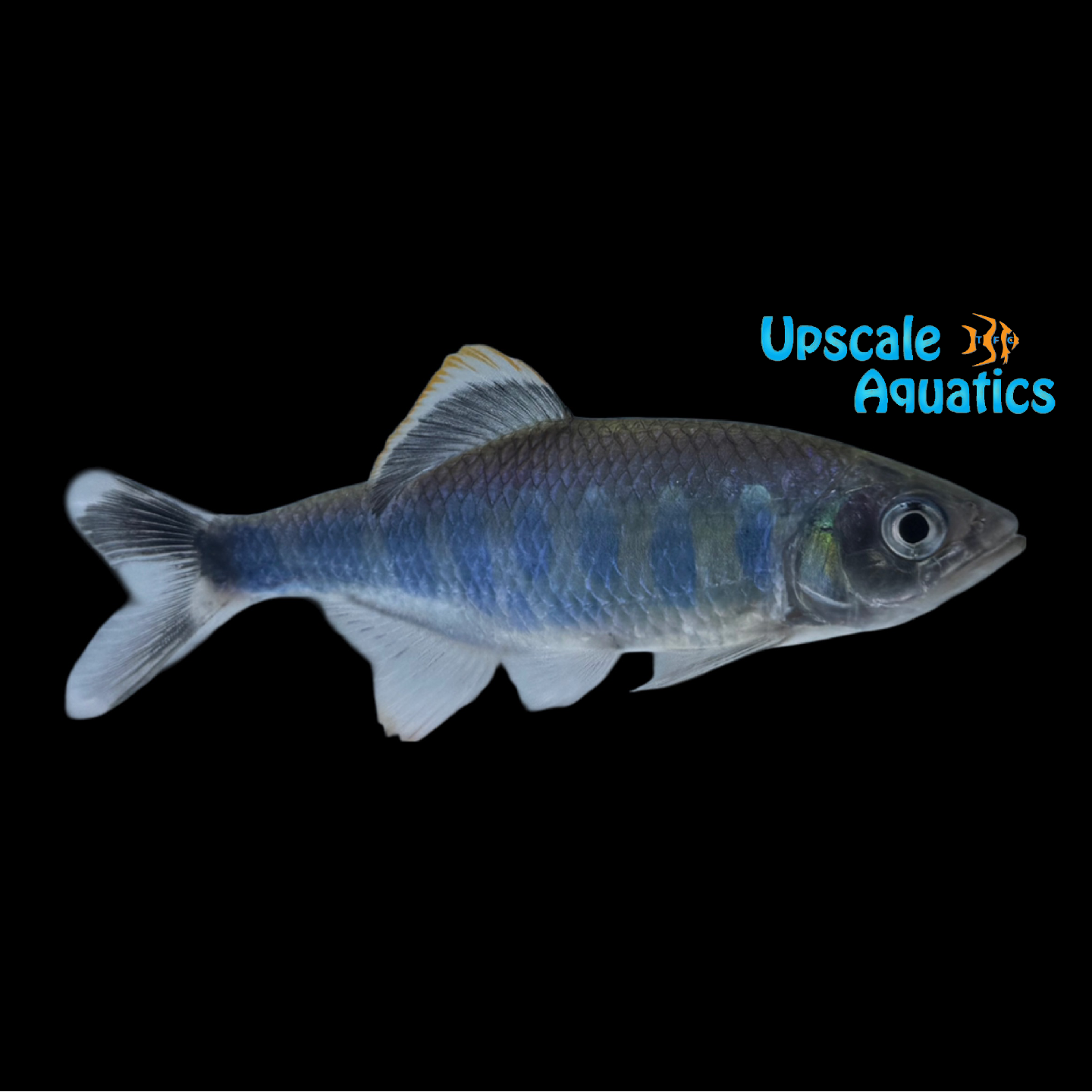 Orange Fin Hill Trout (Barilius ardens) – Upscale Aquatics
