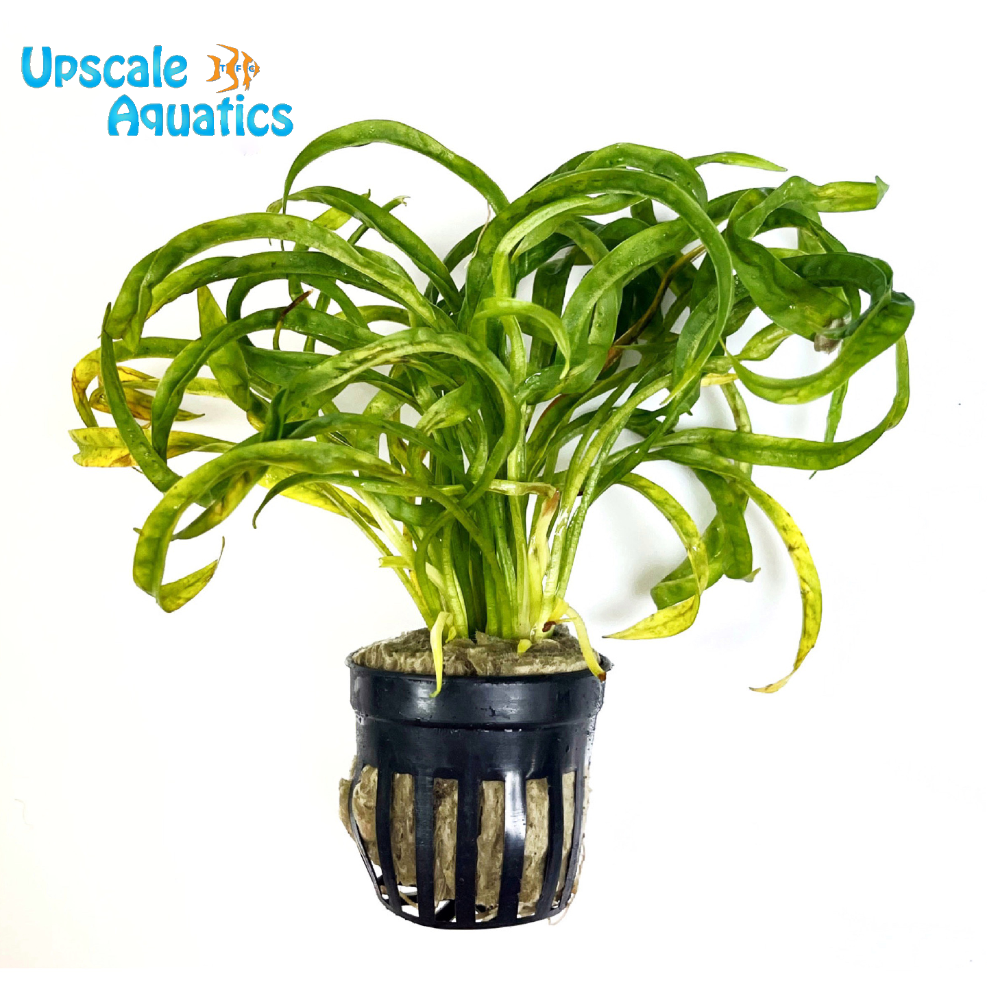 Vesuvius Sword (Helanthium vesuvius) – Upscale Aquatics