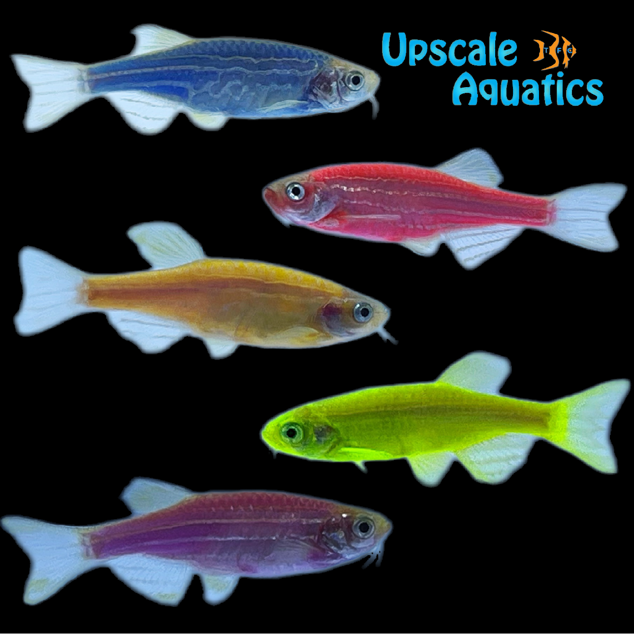 GloFish Danio (Danio rerio) – Upscale Aquatics