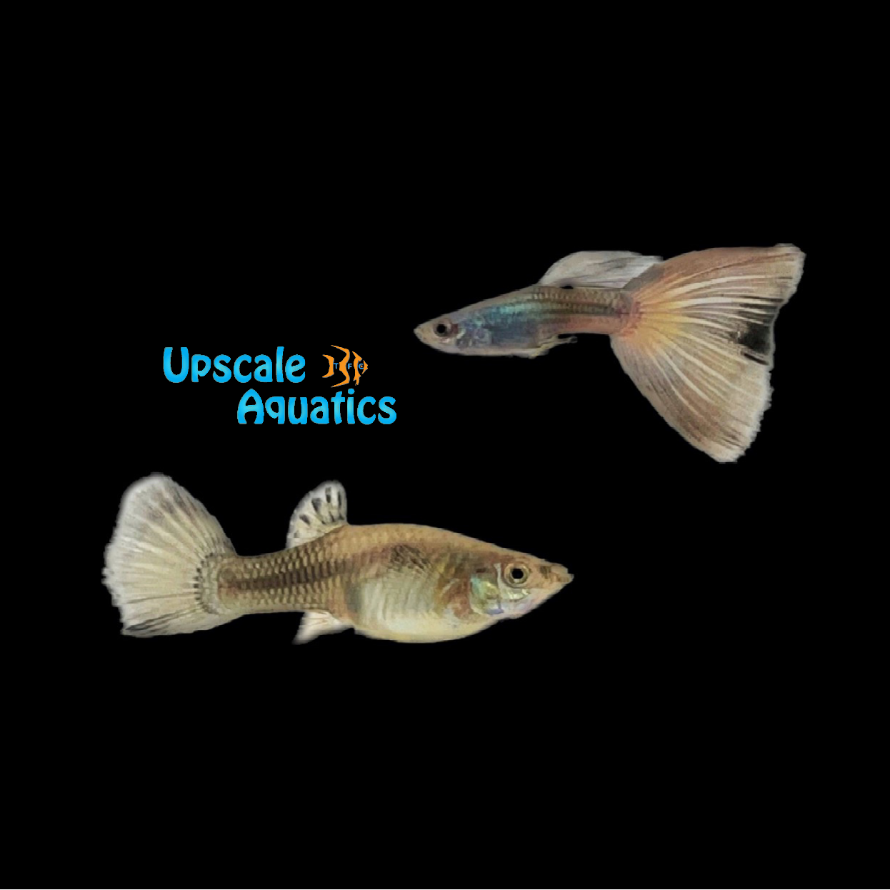 Green Moscow Guppy (Poecilia reticulata) – Upscale Aquatics