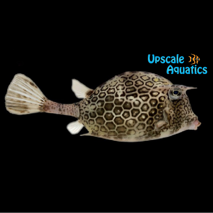 Honeycomb Cowfish (Acanthostracion polygonius) – Upscale Aquatics