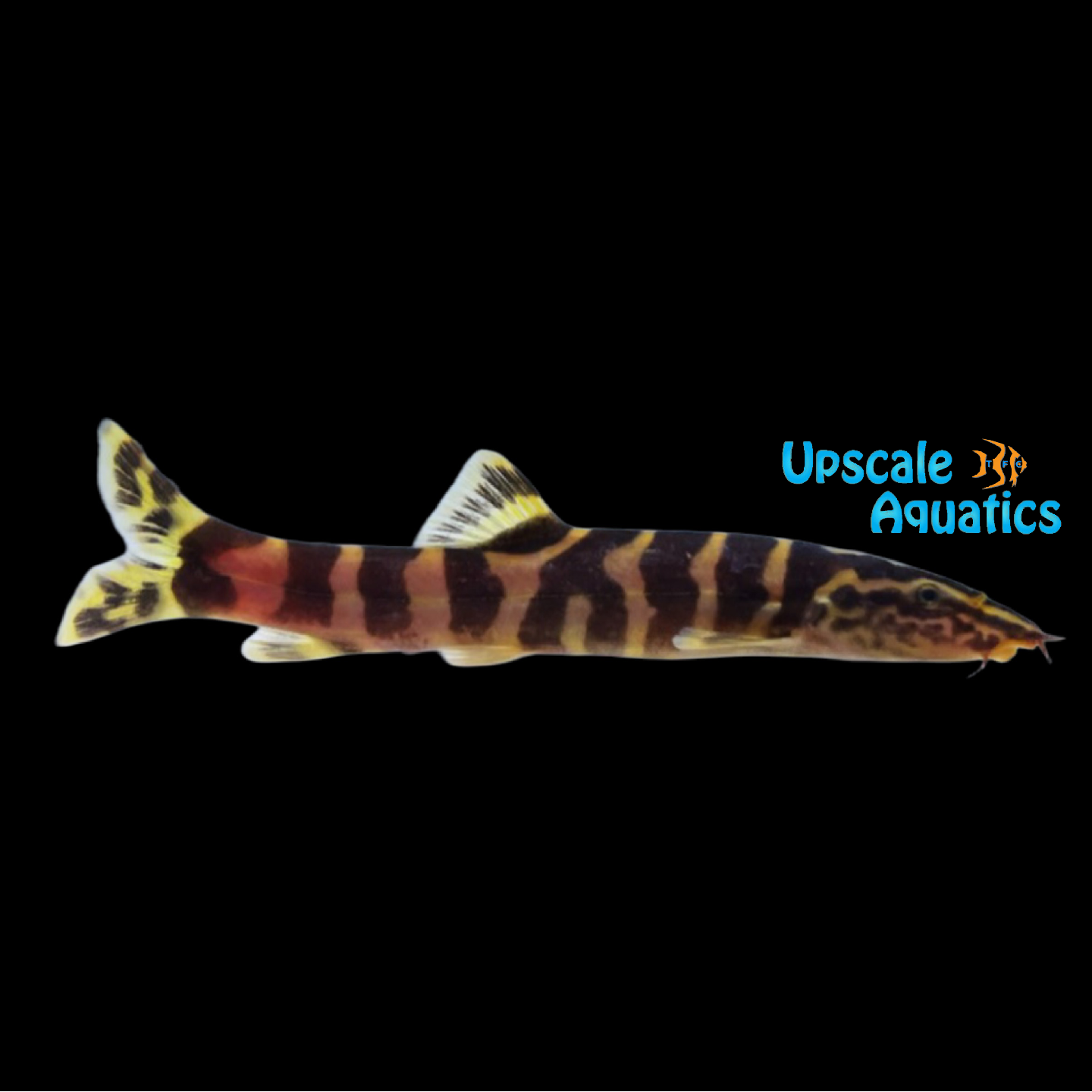 Chinese Golden Zebra Loach (Sinibotia pulchra) – Upscale Aquatics