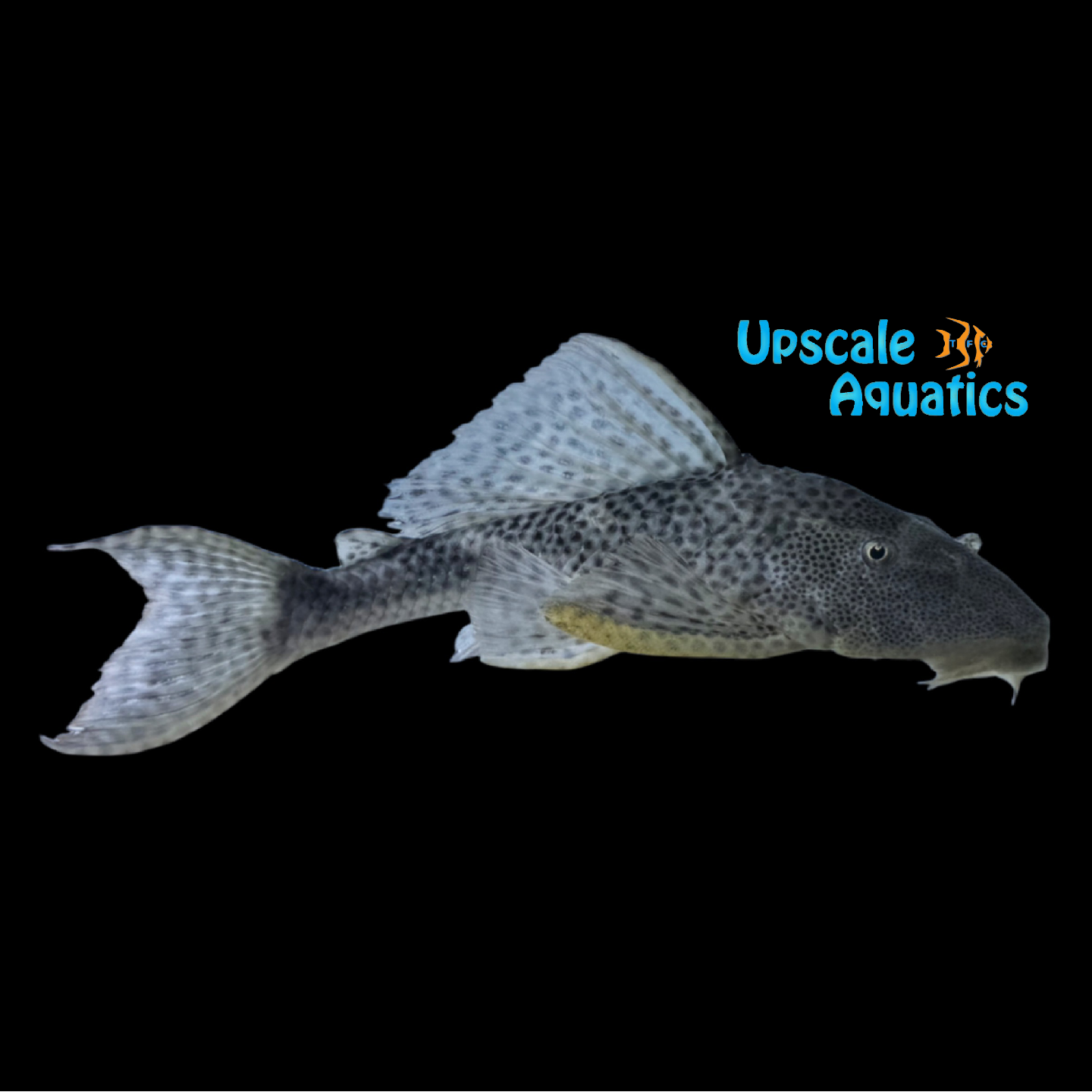 New Ranger Pleco (Pterygoplichthys sp. New Ranger) – Upscale Aquatics