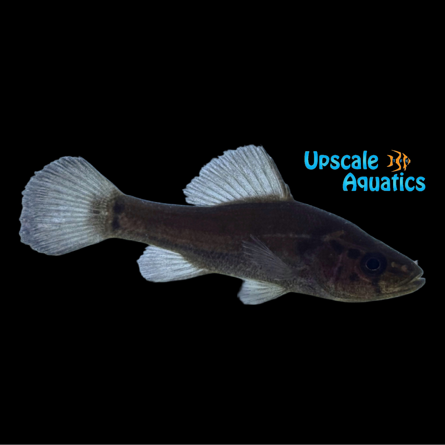 Pirate Perch (Aphredoderus sayanus) – Upscale Aquatics