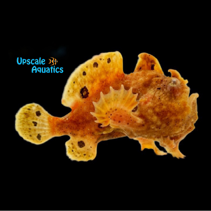 Orange Angler (Antennarius nummifer) – Upscale Aquatics