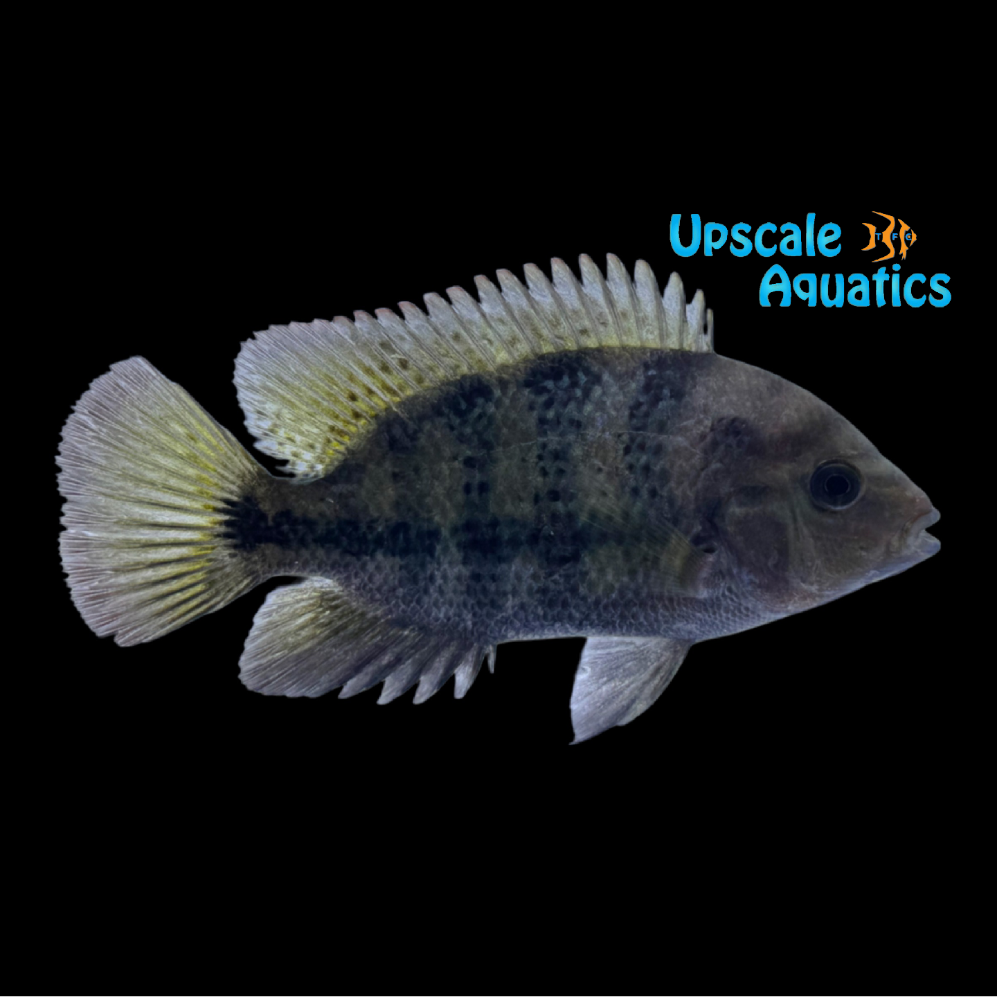 Vieja Fenestratus – Upscale Aquatics