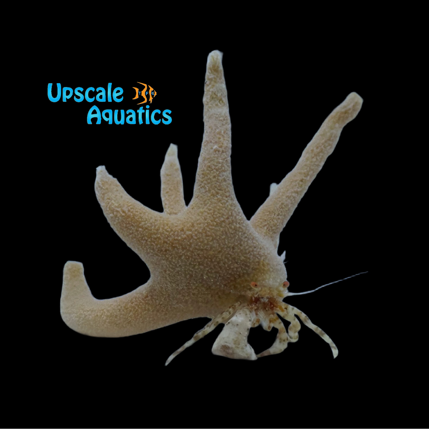 Staghorn Hermit Crab (Manucomplanus varians) – Upscale Aquatics