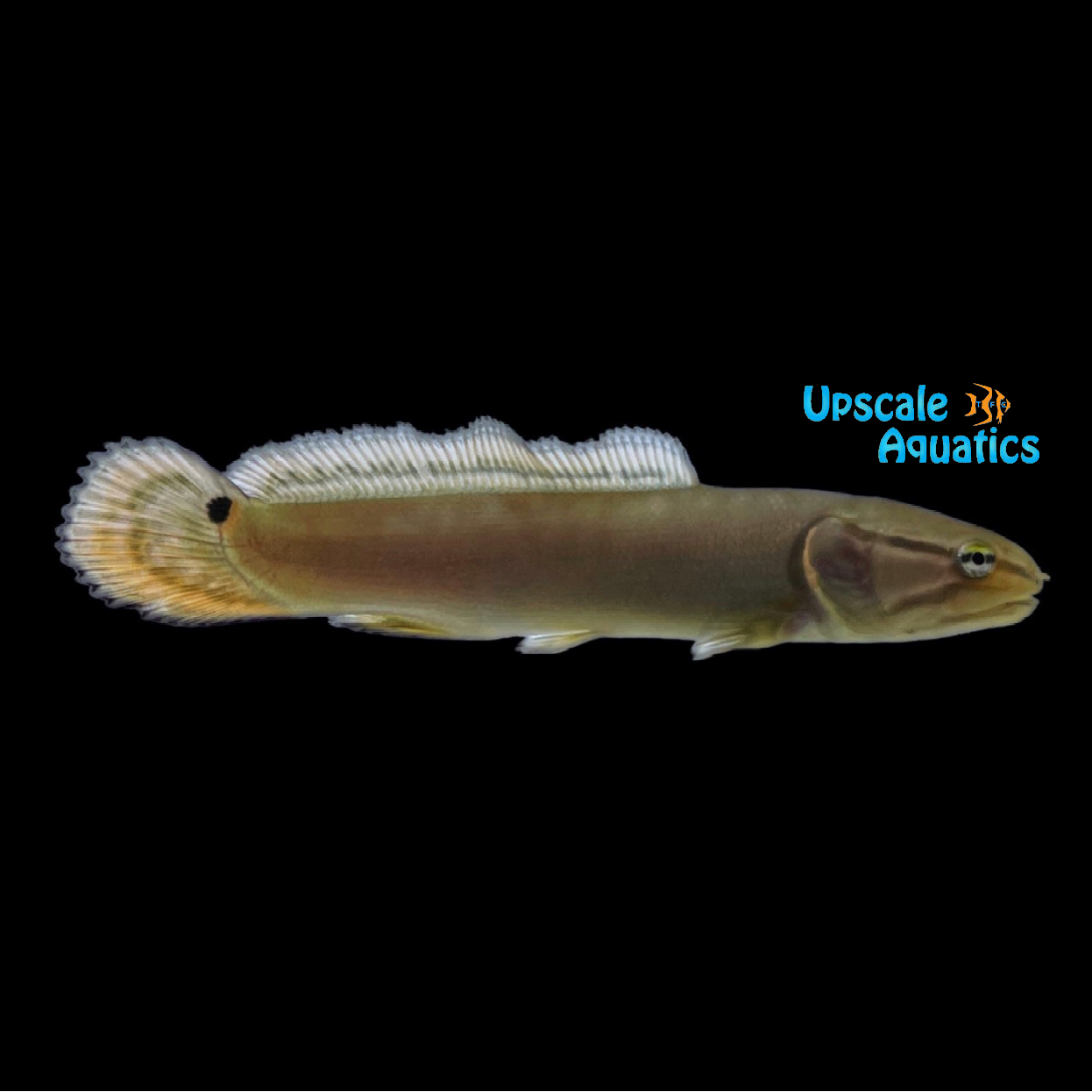 Bowfin (Amia calva) – Upscale Aquatics