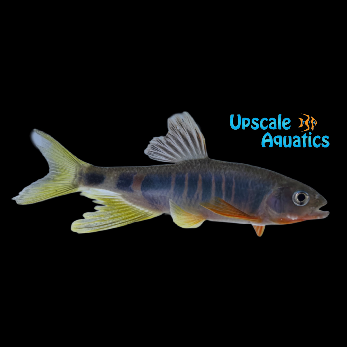 Iridescent Hill Trout (Opsariichthys iridescens) – Upscale Aquatics