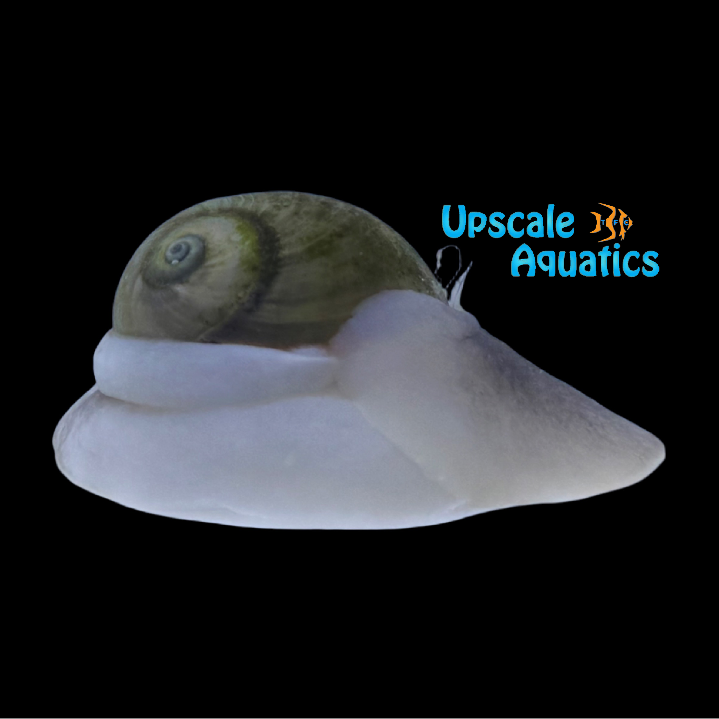 Shark Eye Moon Snail (Polinices duplicatus) – Upscale Aquatics