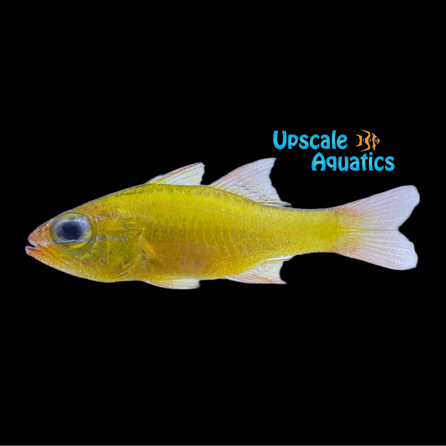 Yellow Cardinalfish (Ostorhinchus luteus) – Upscale Aquatics