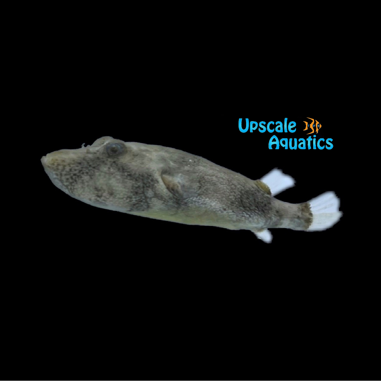 Congo Puffer (Tetraodon miurus) – Upscale Aquatics