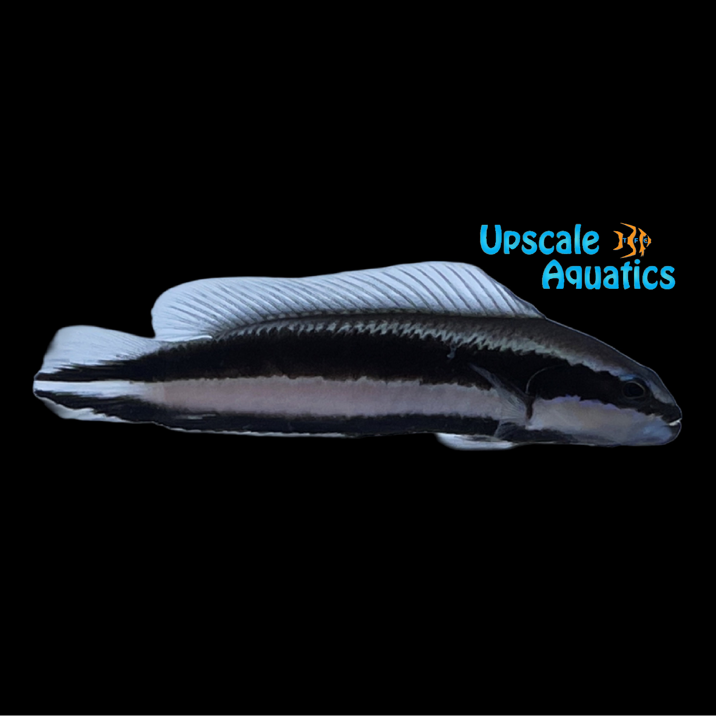 Striped Dottyback 'Captive Bred' (Pseudochromis sankeyi) – Upscale Aquatics