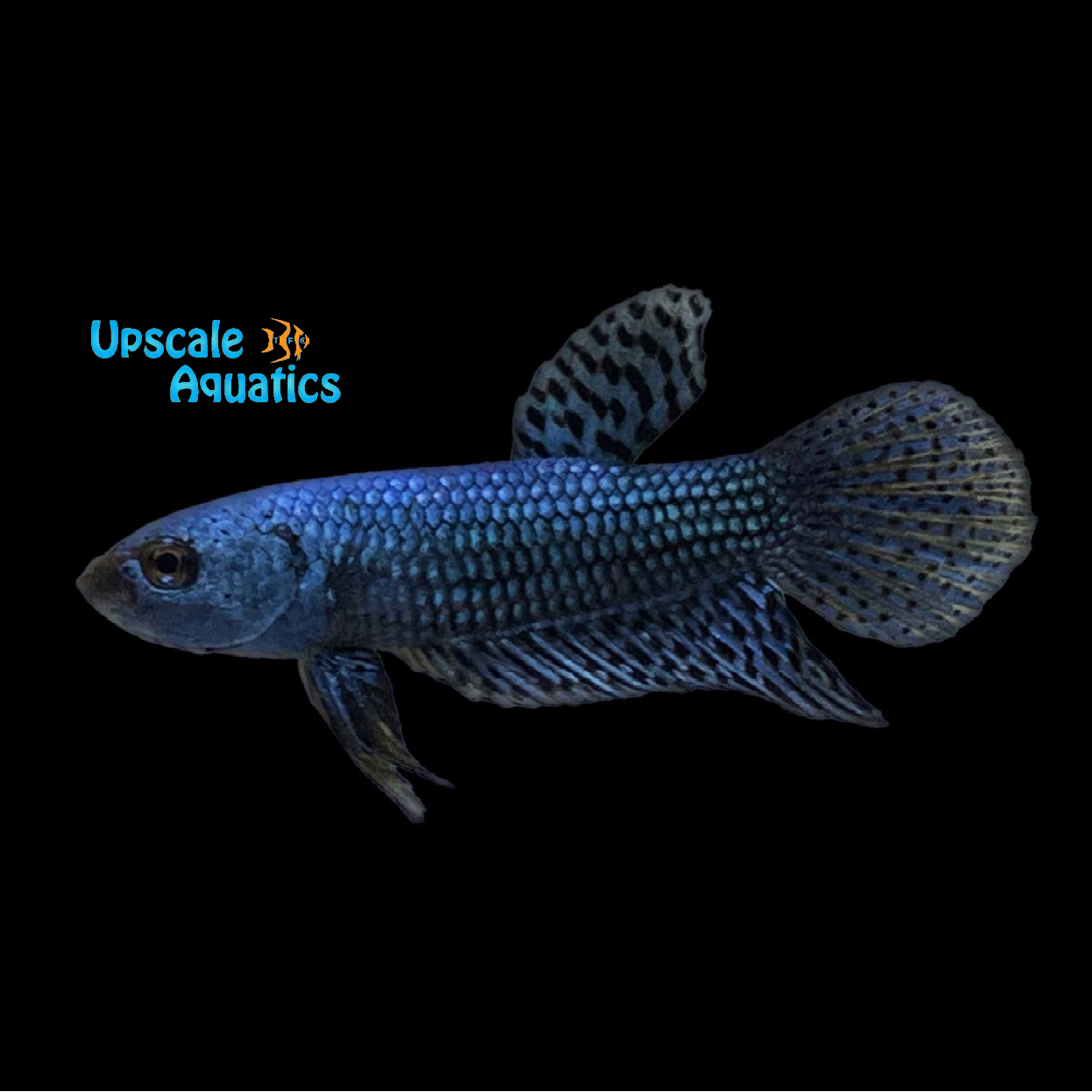 Alien Blue Plakat Betta - Male (Betta splendens) – Upscale Aquatics